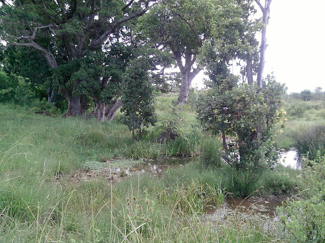 Matibidi Our Home: MATIBIDI OUR HOME: KADISHI WETLAND AND RIVER